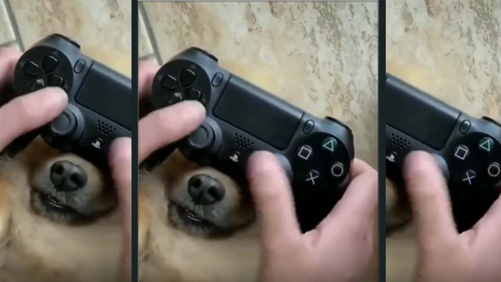 Gaming just got a new makeover with this cute dog
