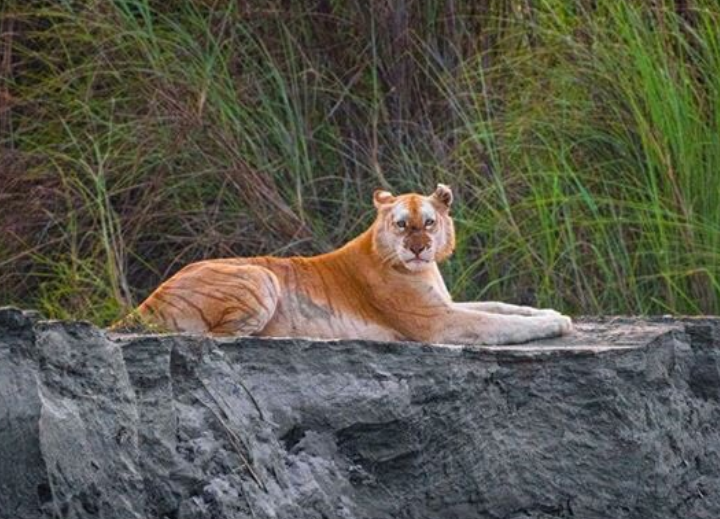 Why spotting of India’s only Golden Tiger at Kaziranga National Park ...