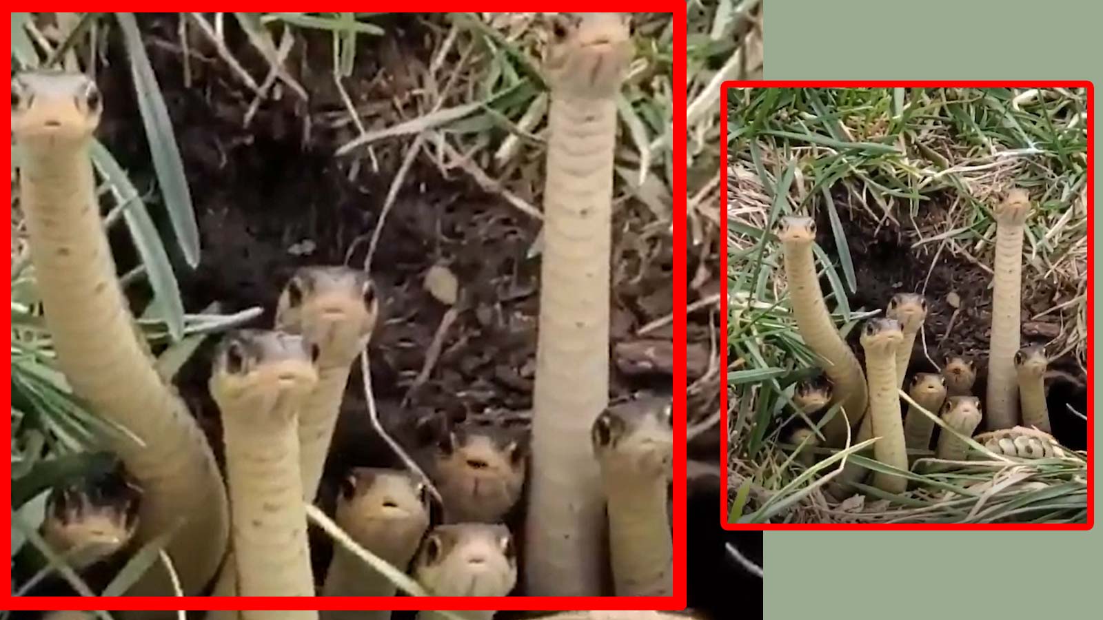 Amazing: That's a lot of snakes in one hole