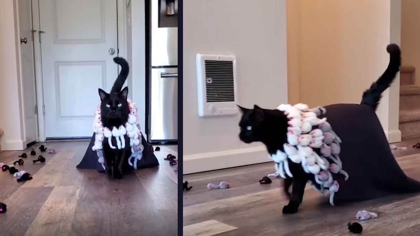 Style: This cat's catwalk will win hearts