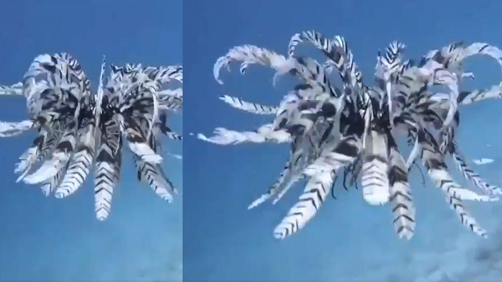 Viral video: A sea animal you may have never seen before