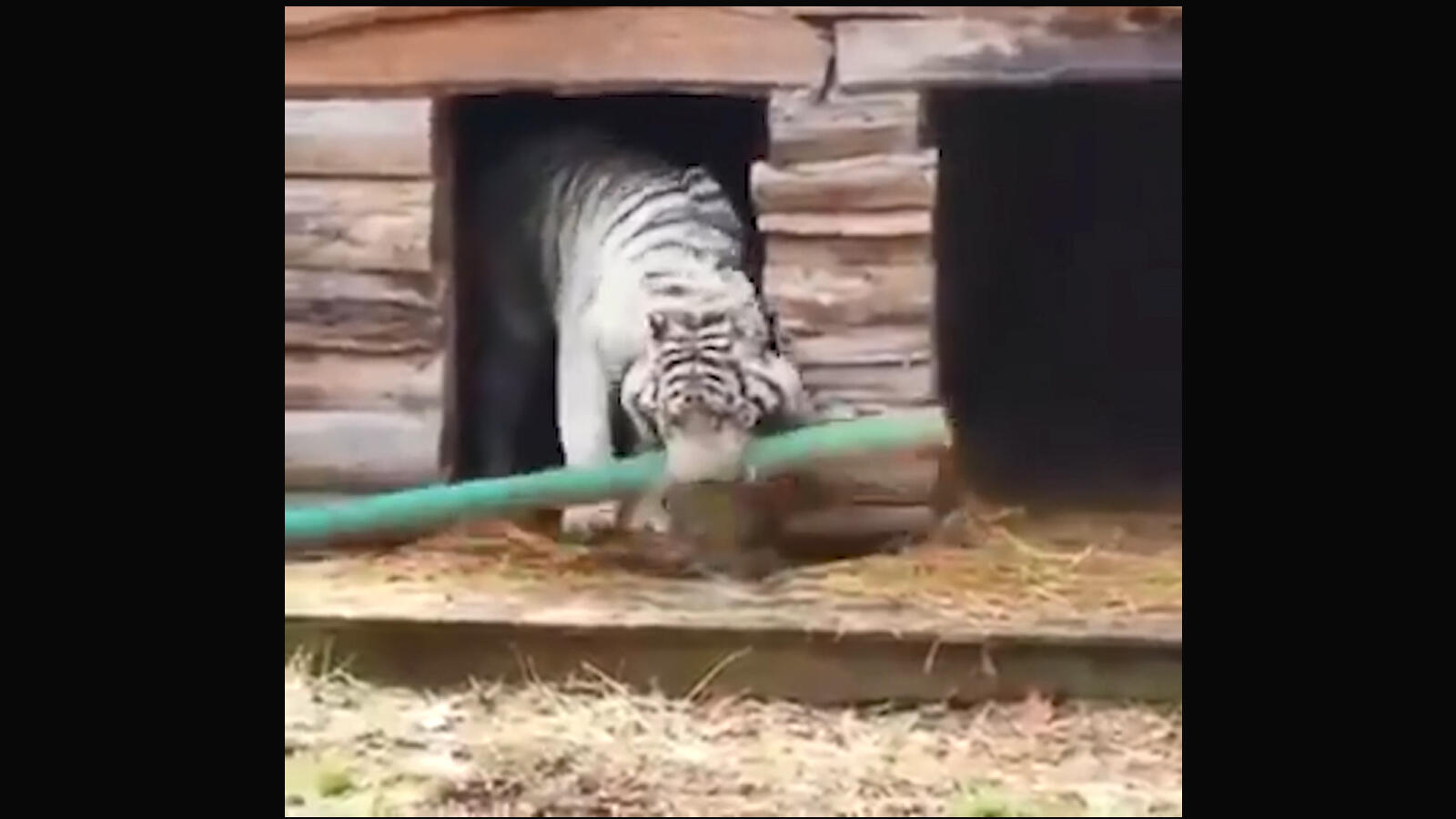 This white tiger has a tough time dealing with a pipe