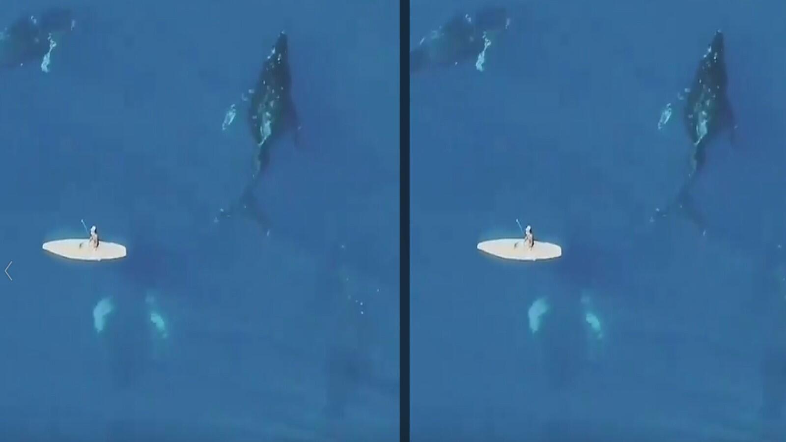 Amazing! This pod of whales gave an awesome surprise to this kayaker