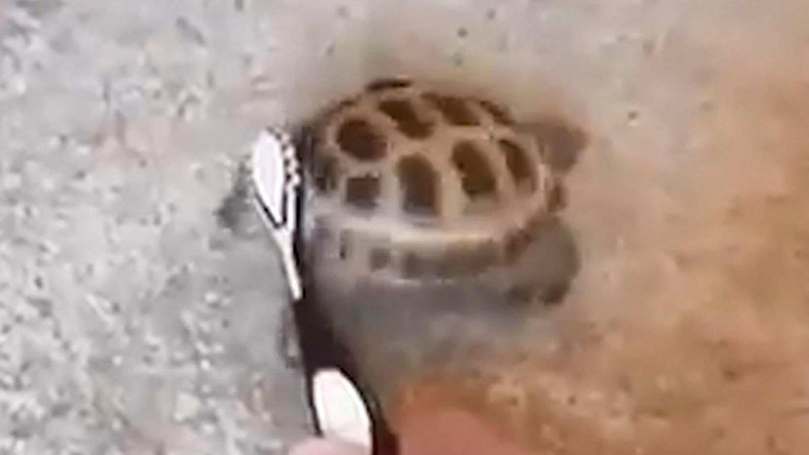 Turtle shakes booty for a nice rub