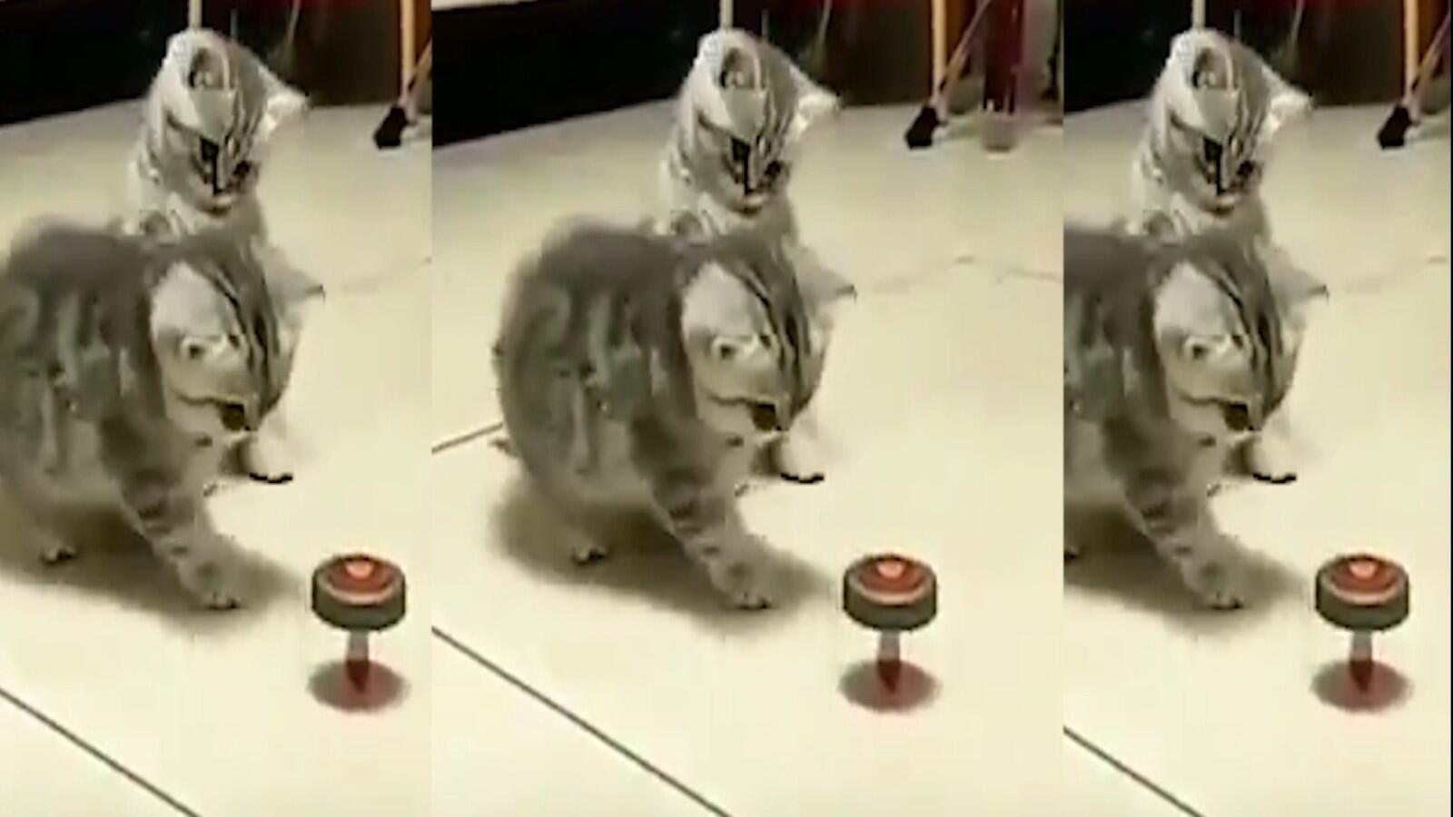 When cats were in awe of a spinning top