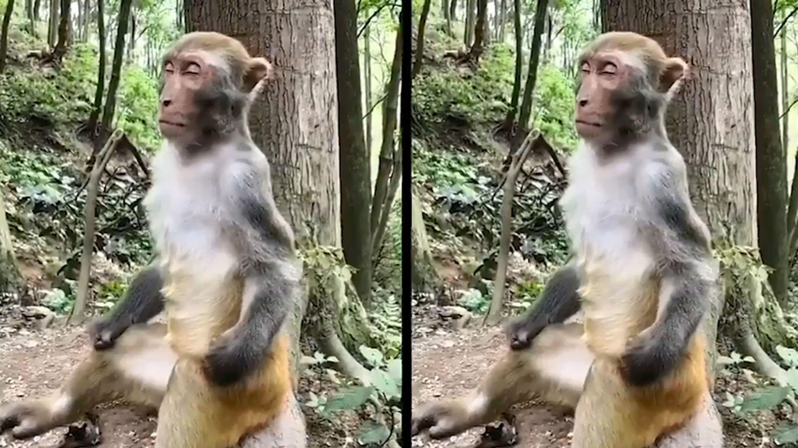 Meditating or Sleeping: You will surely relate to this monkey