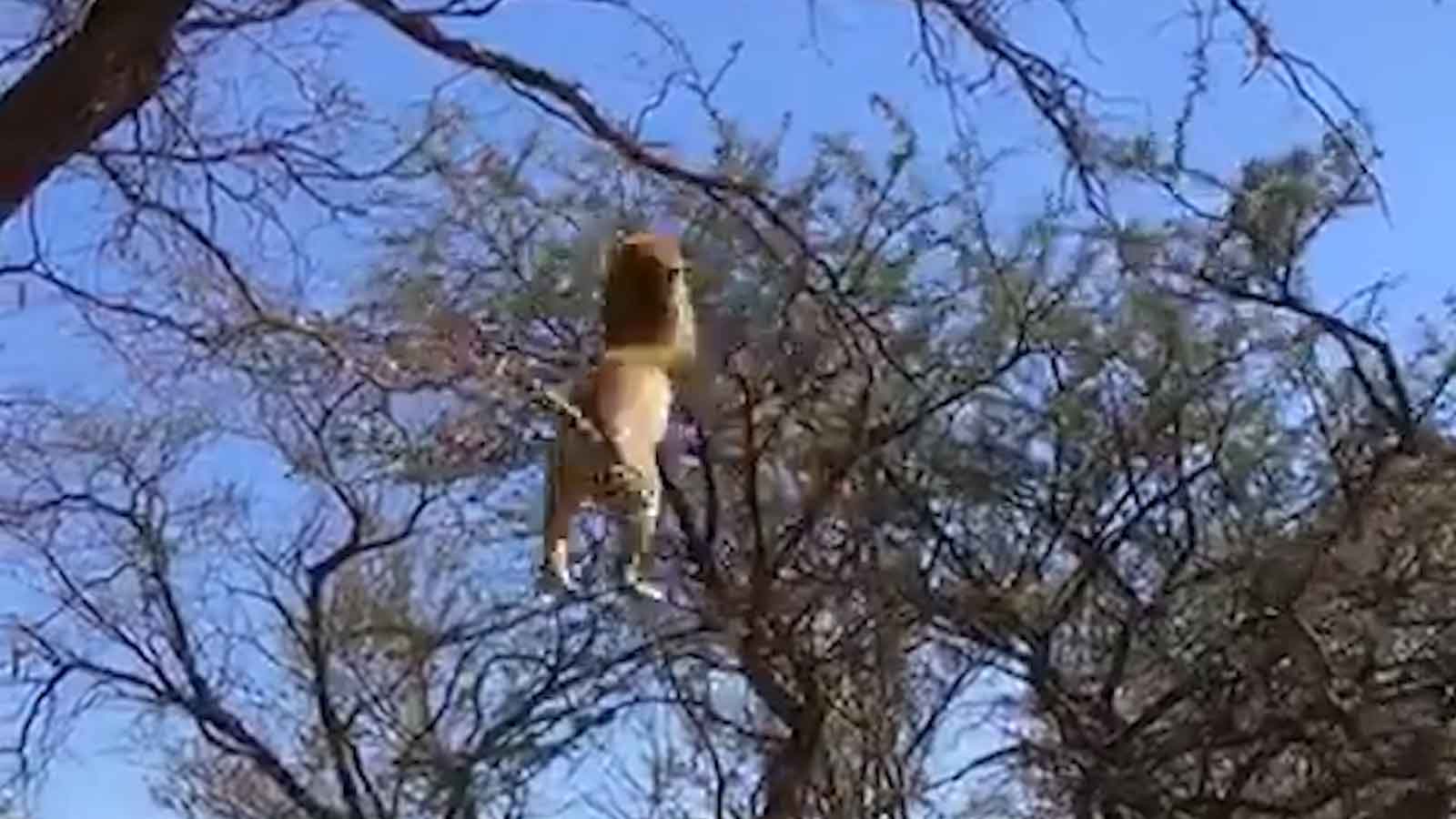 Elevation: This leopard’s jump caught this bird by surprise