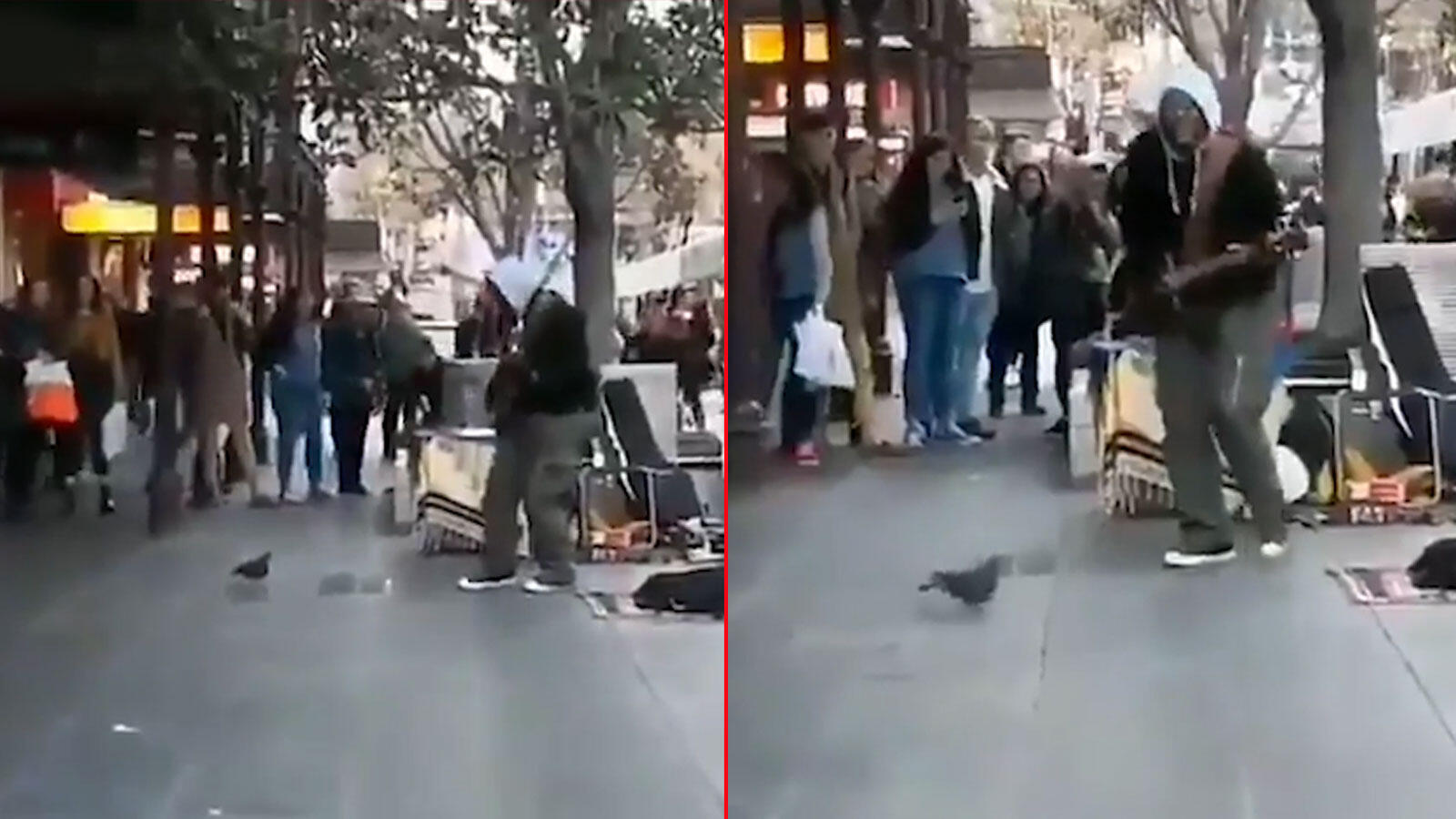 Two to tango: This bird dances to the singer’s tune