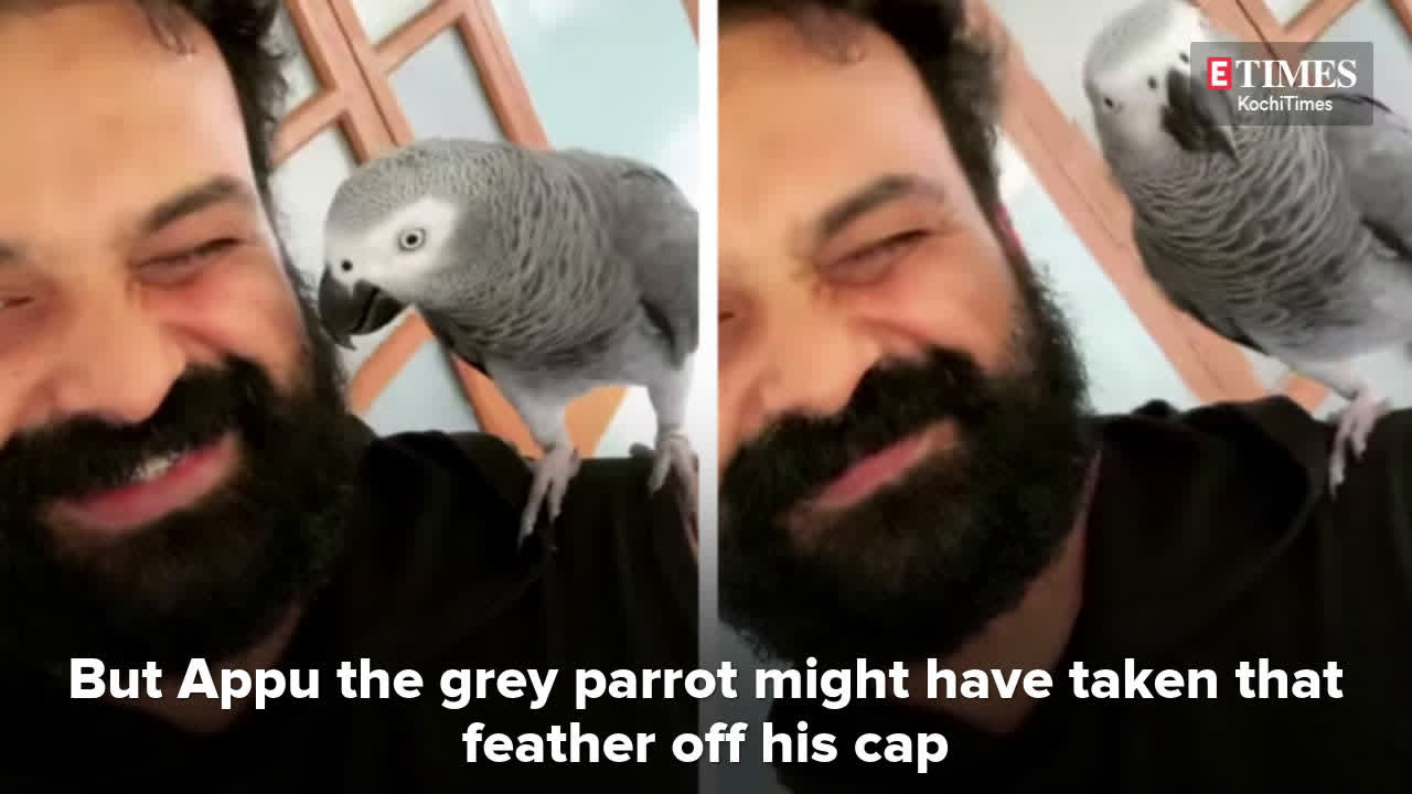 Meet Appu the grey parrot that charmed Kunchacko