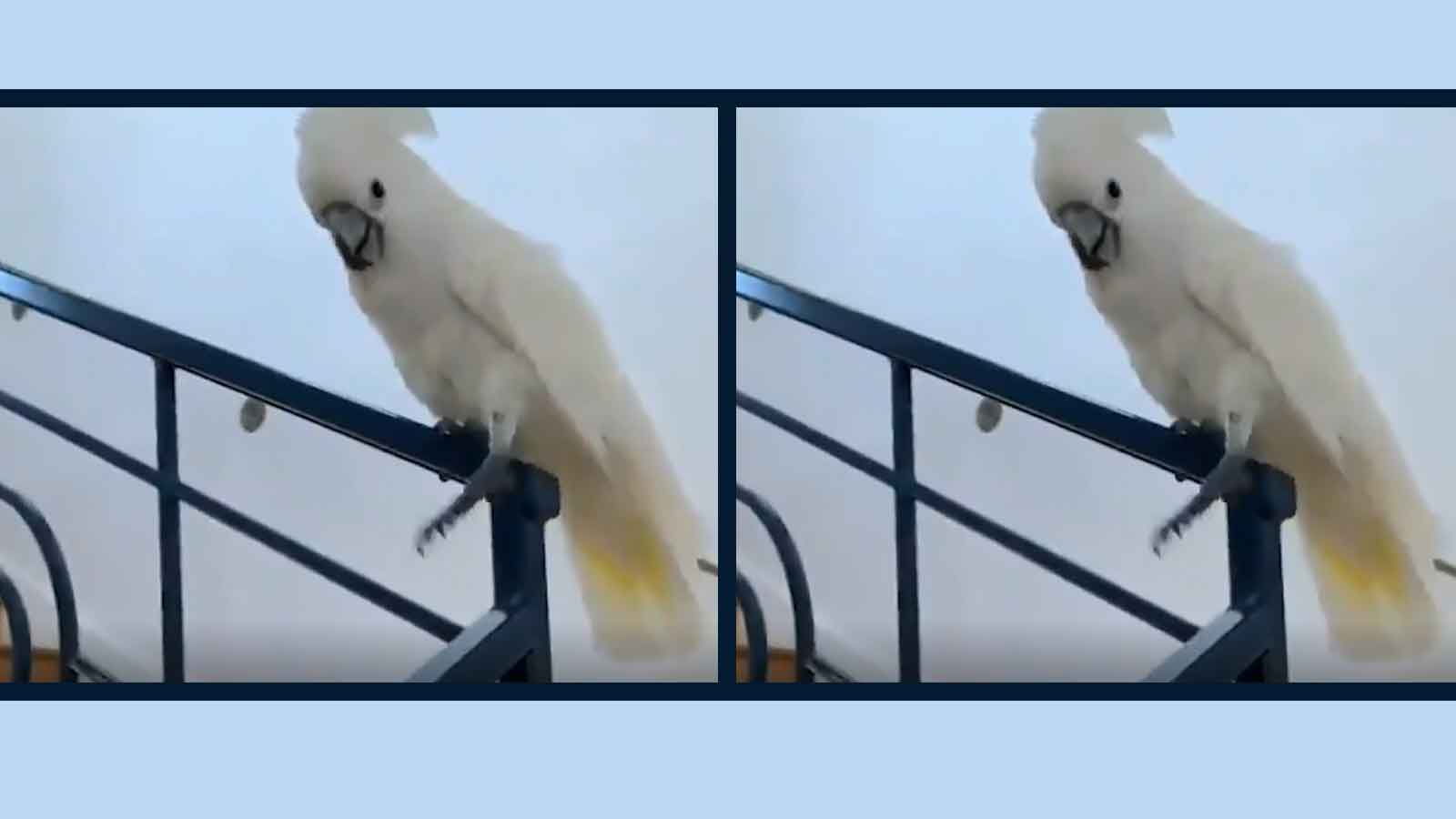 Cuteness: Parrot slides down handrail in great style