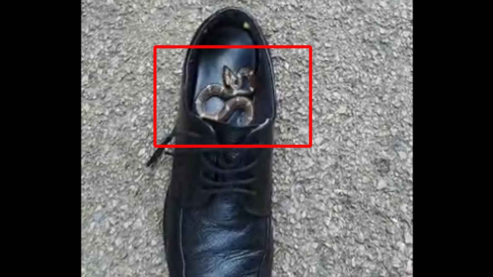 Madhya Pradesh: Snake hiding in shoe bites Panna SP