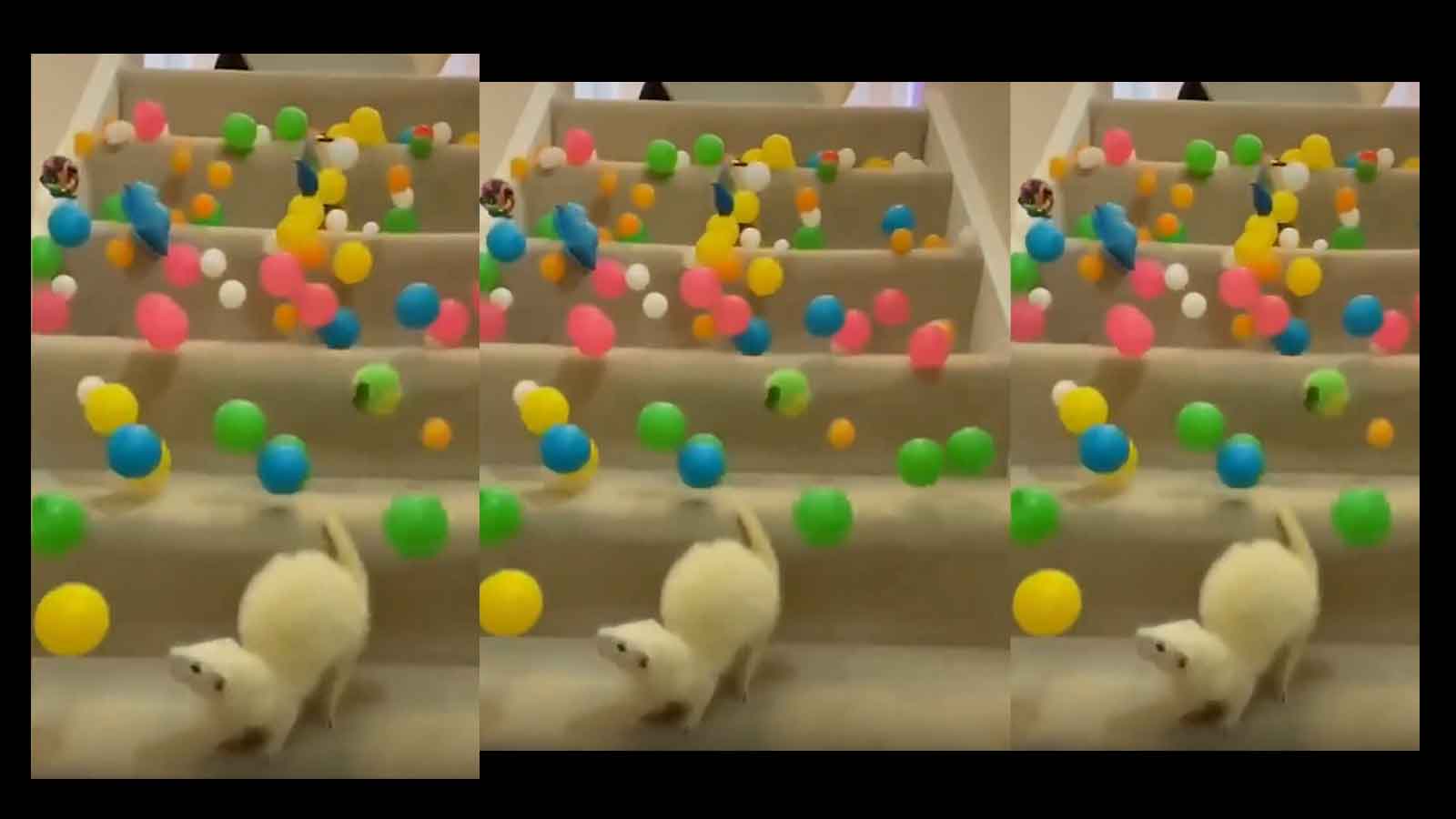 Viral video: Adorable ferret chasing colourful balls