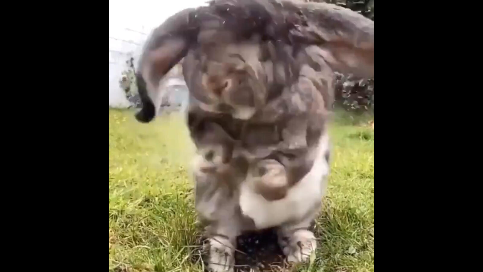 Viral Video: How this rabbit shakes off all his troubles