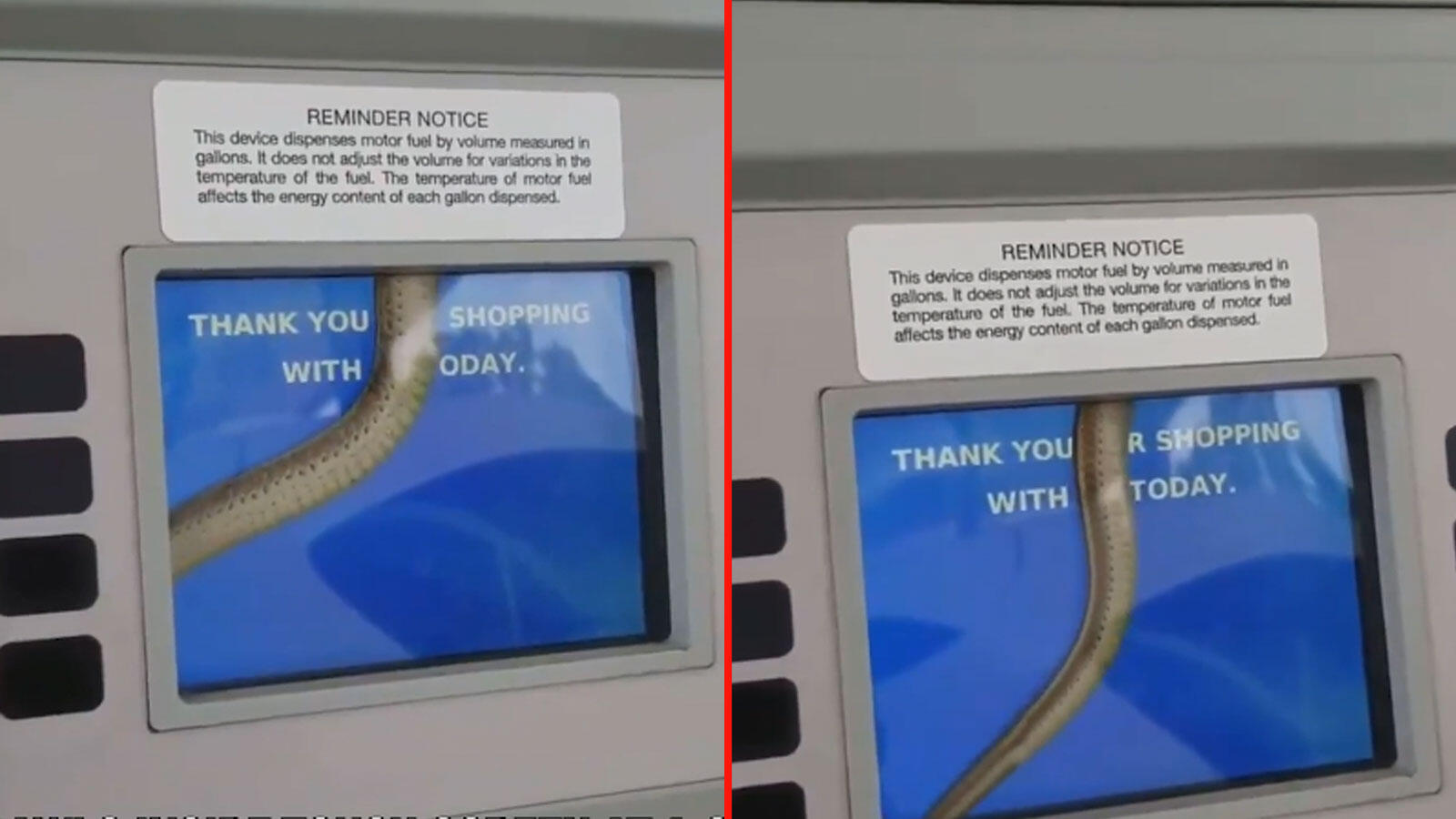 Terrifying! Snake crawls into touch screen at gas station