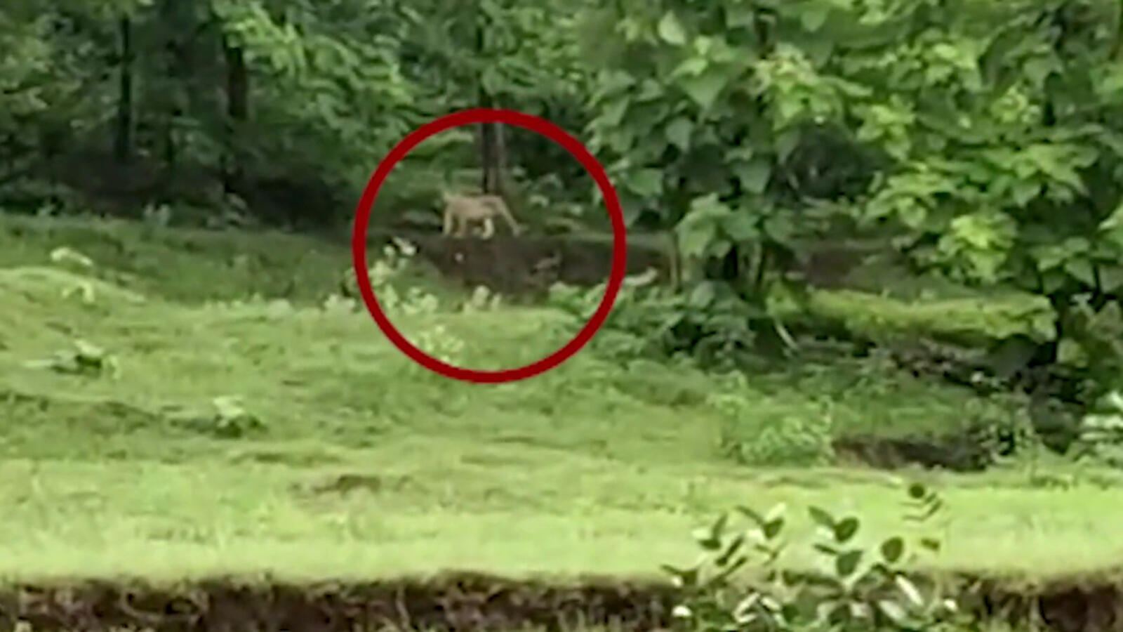 Tiger or leopard! Viral video gets officials confused