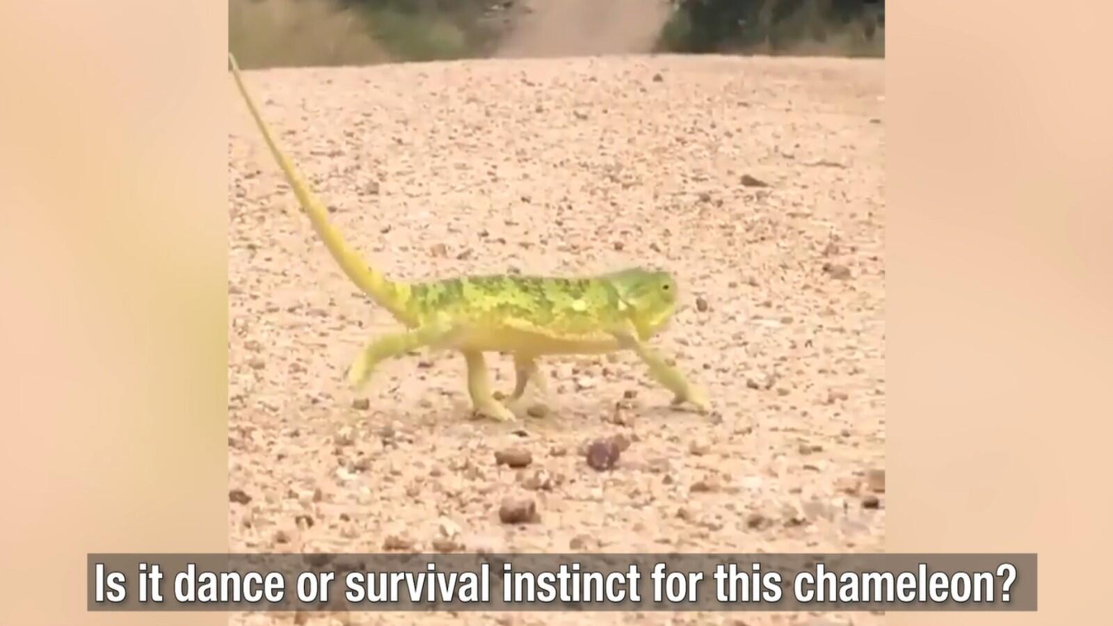 Watch: Is it dance or survival instinct for this chameleon?