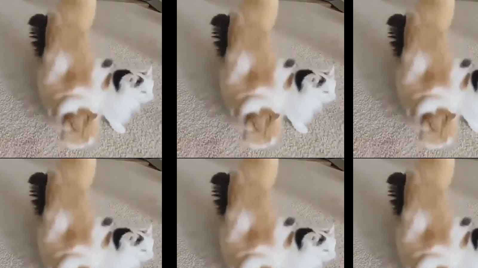 Watch: These cats are in total sync with each other