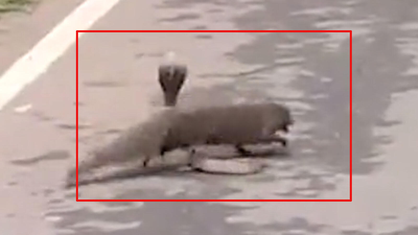 Deadly: Mongoose makes a kill out of a snake
