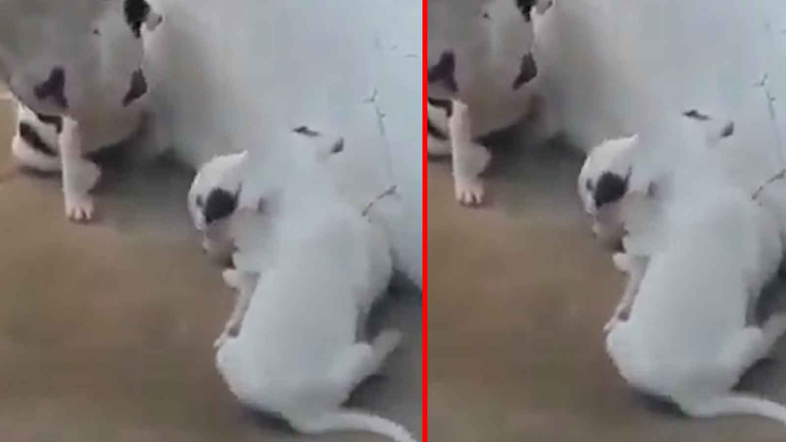 When the mommy dog gets angry with her pups