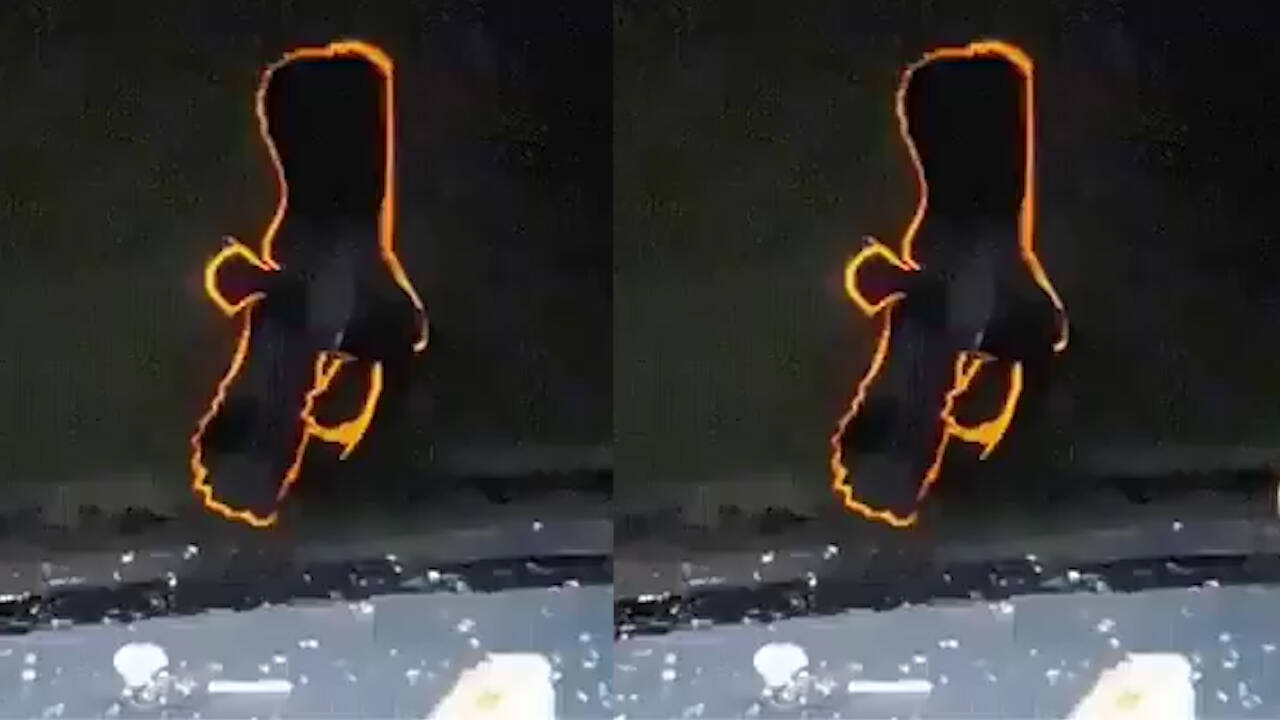 Black firefish: The beauty of your fish tank