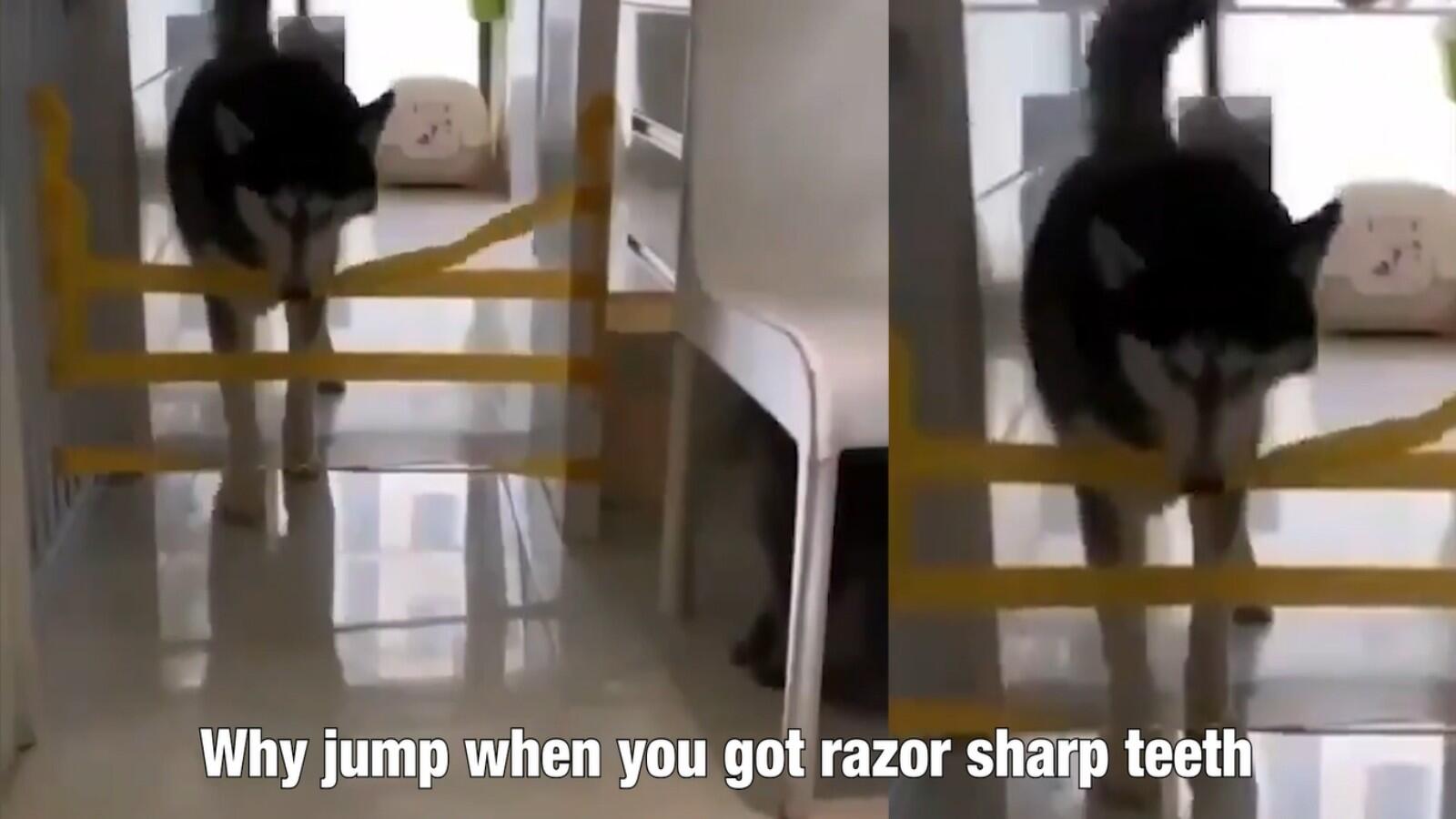 Why jump when you got razor sharp teeth