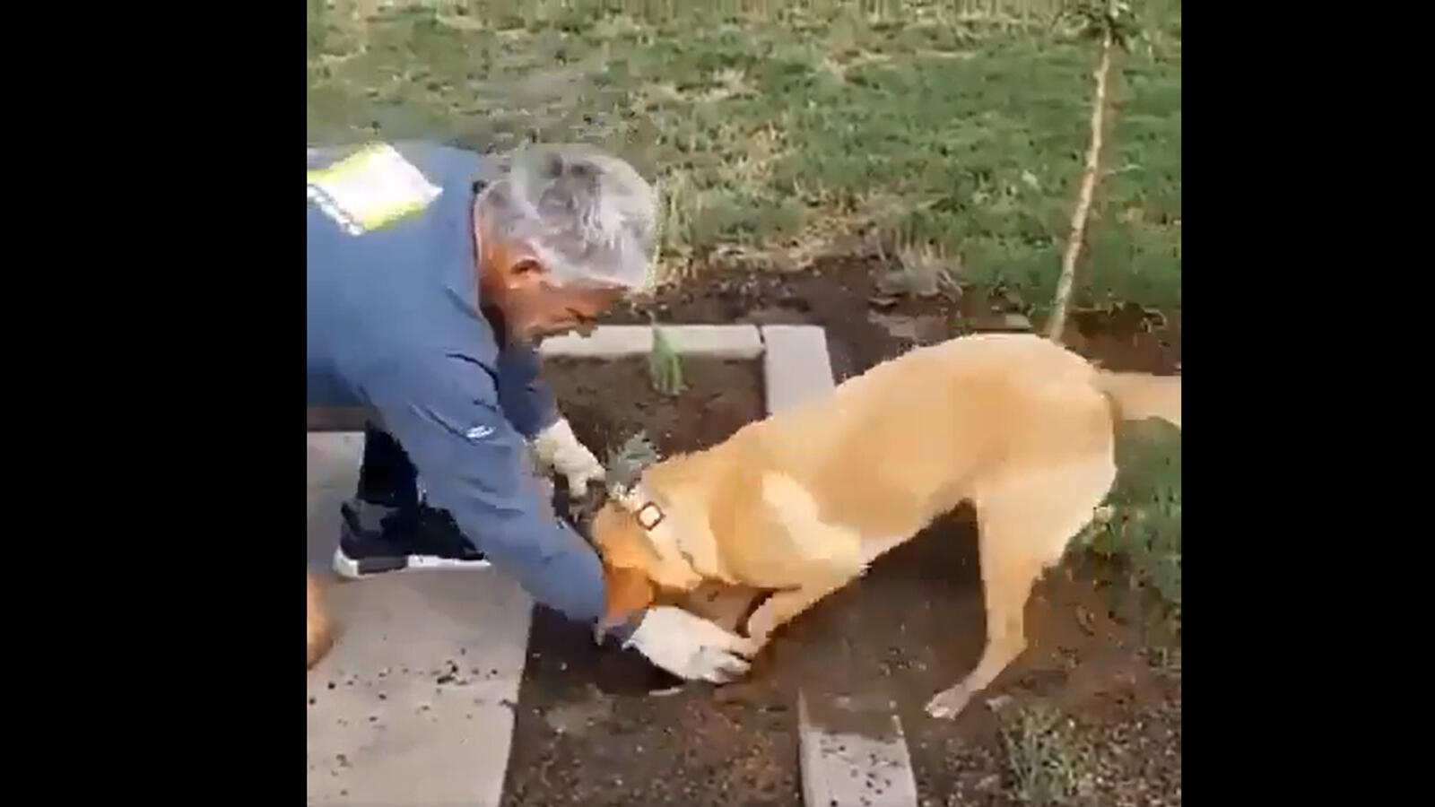 Dog digs man sows: Gardening in tandem