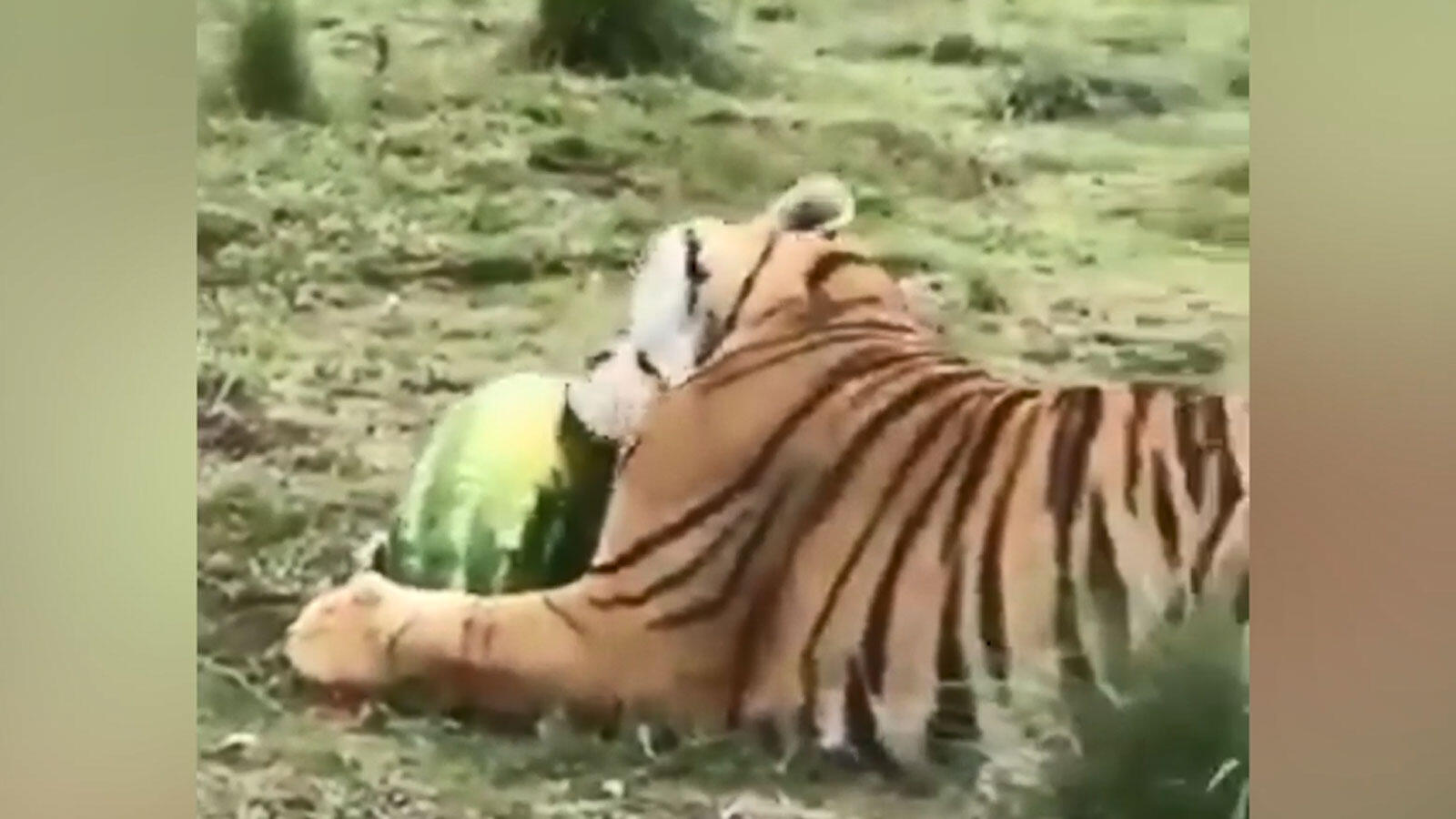 When tiger couple mauled a watermelon