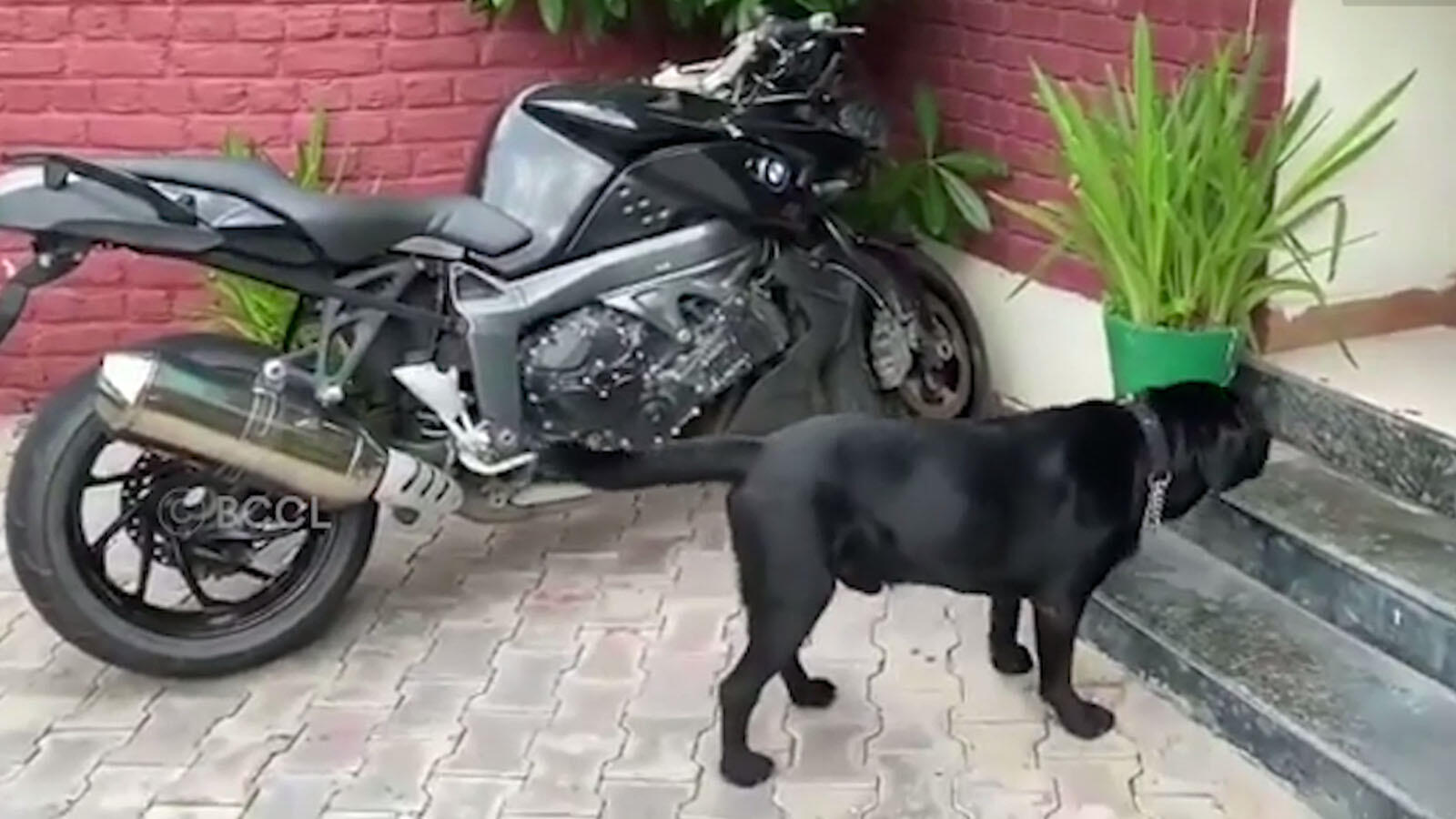 This video of Sushant Singh Rajput's pet dog missing his master will ...