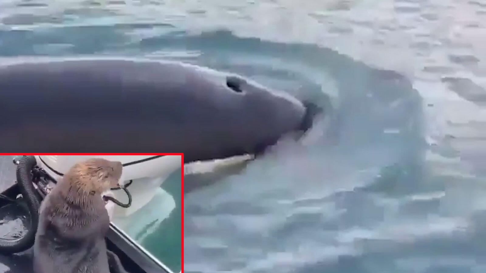 Viral video: Seal is so cool after a narrow escape