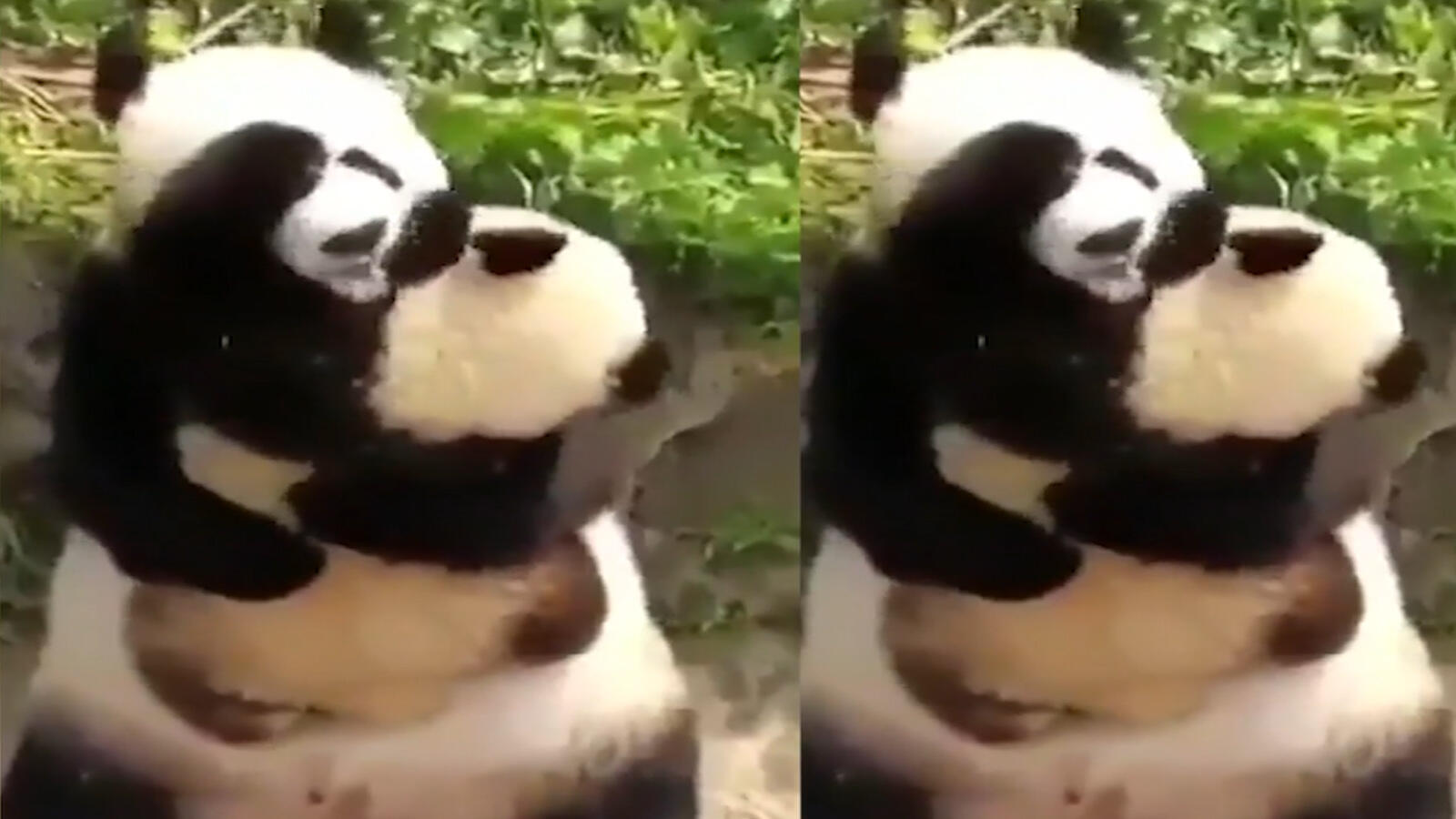 Pure love! panda mom and cub cuddle, kiss each other