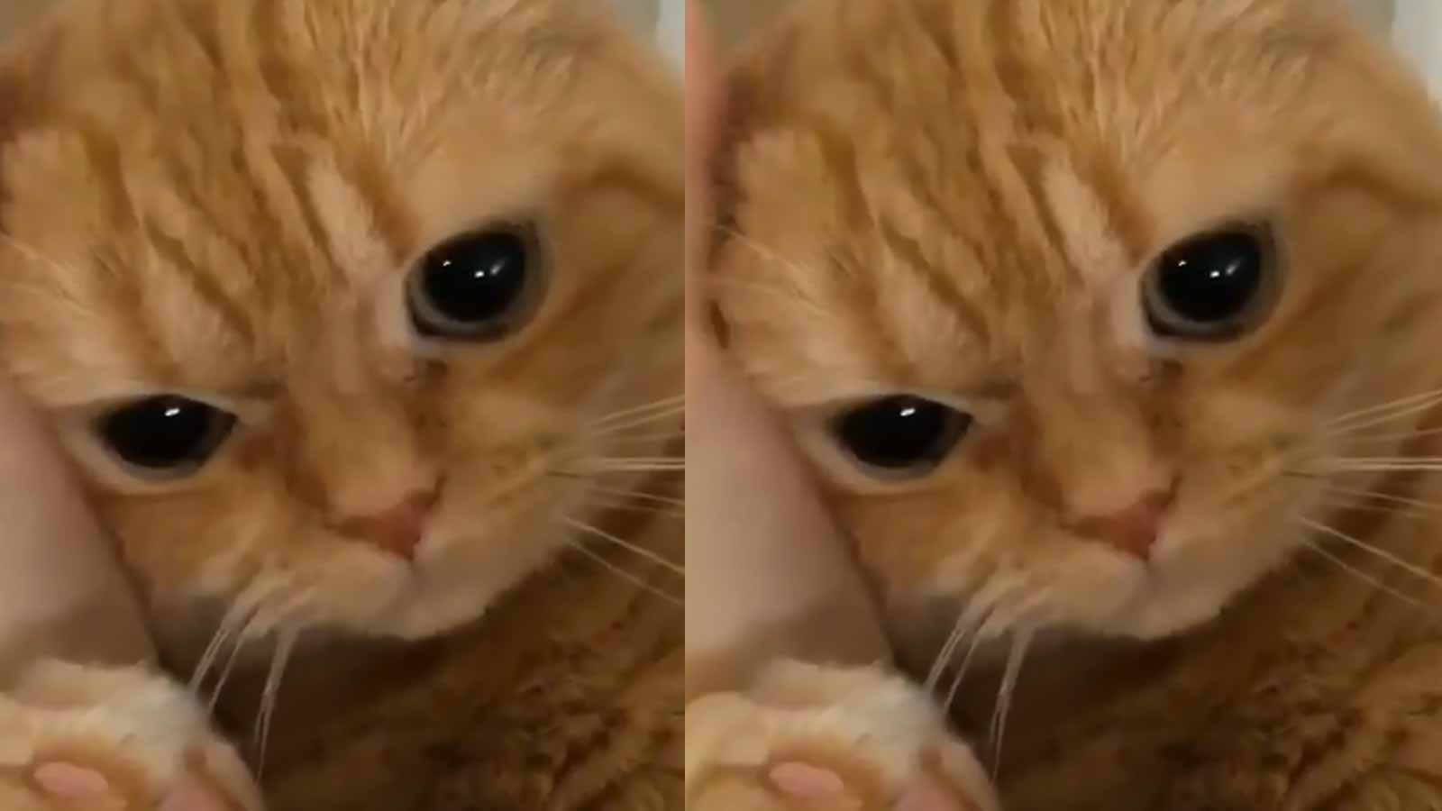This cat's eyes are so emotive