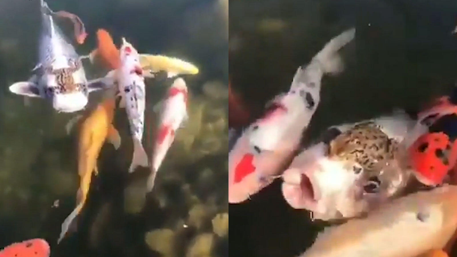 Frog books a free water taxi service