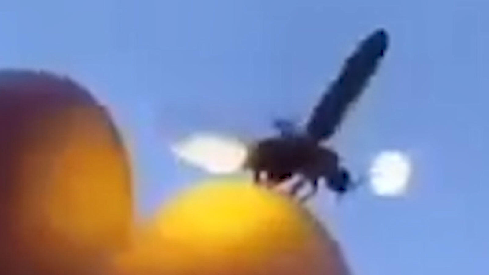 Watch: When a firefly glow up before taking off