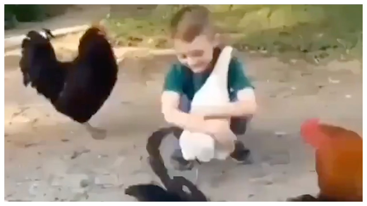 Hen pecked: The love story of a boy and a hen