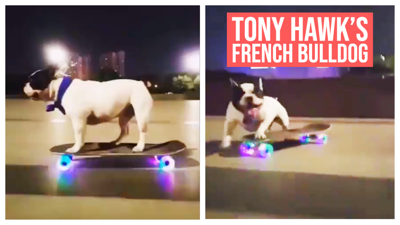 Meet Tony Hawk's French Bulldog