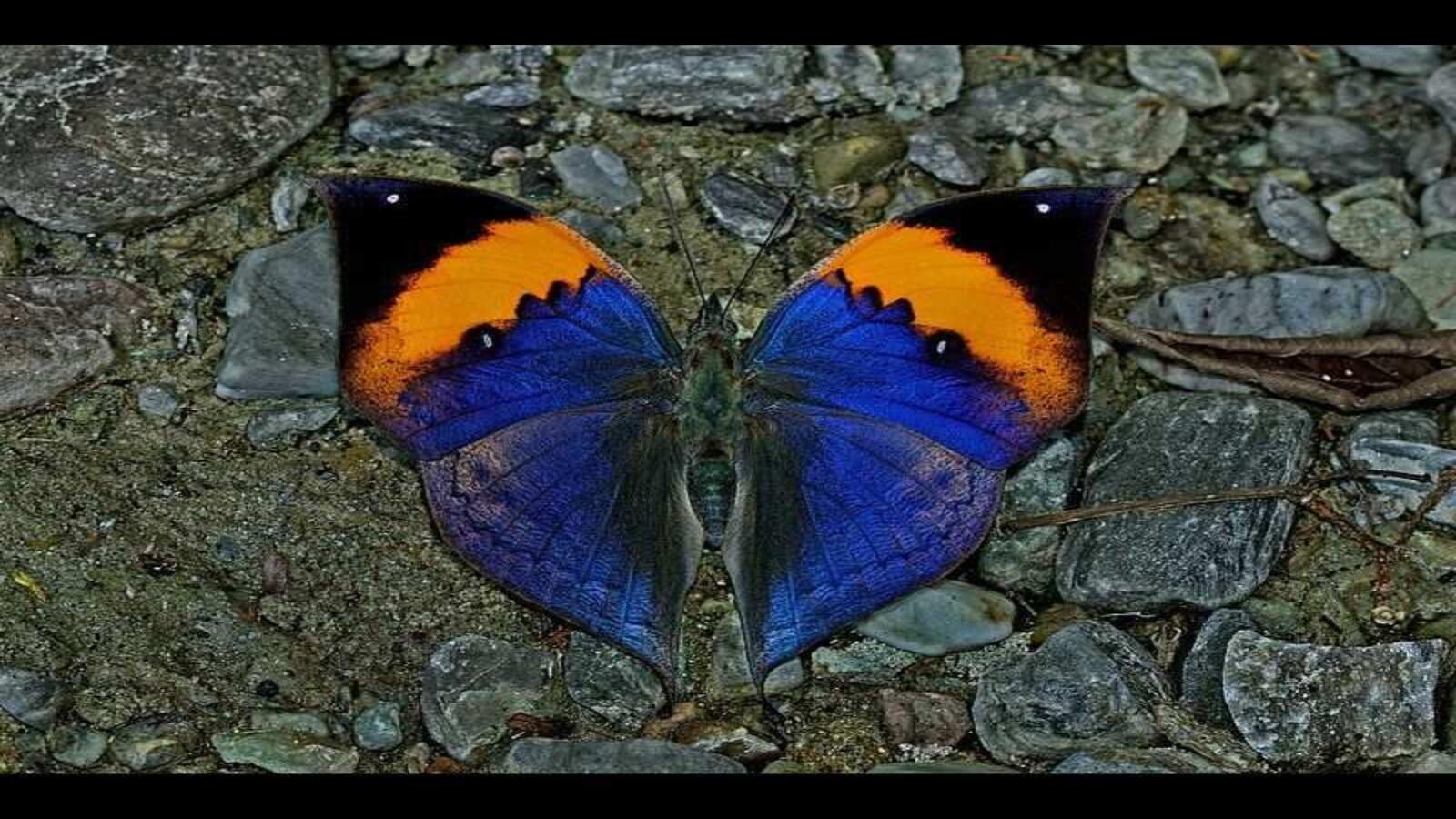 India set to get its 'national butterfly' as poll opens to choose from ...