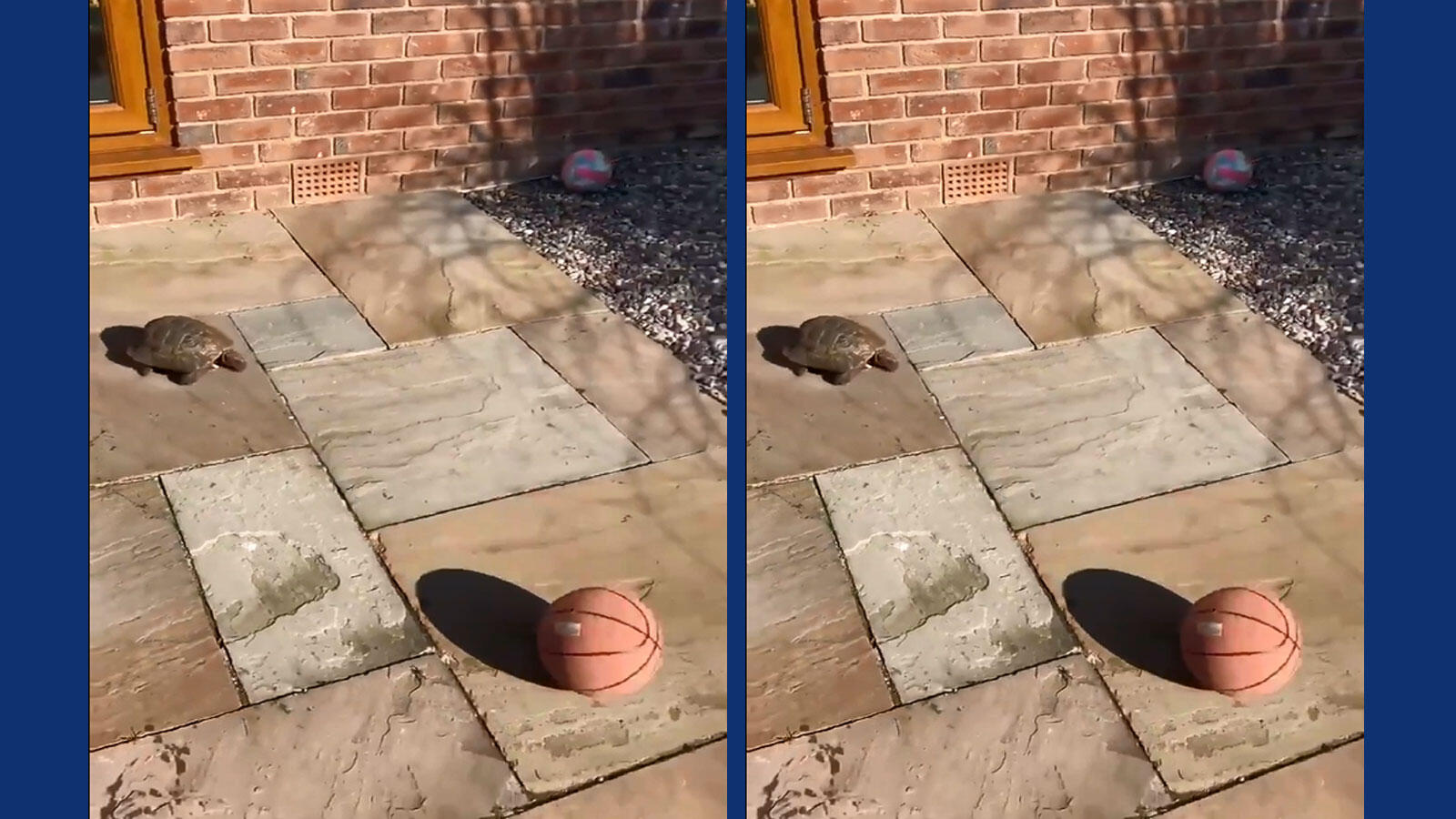 Watch: Adorable video of a tortoise playing with a basketball