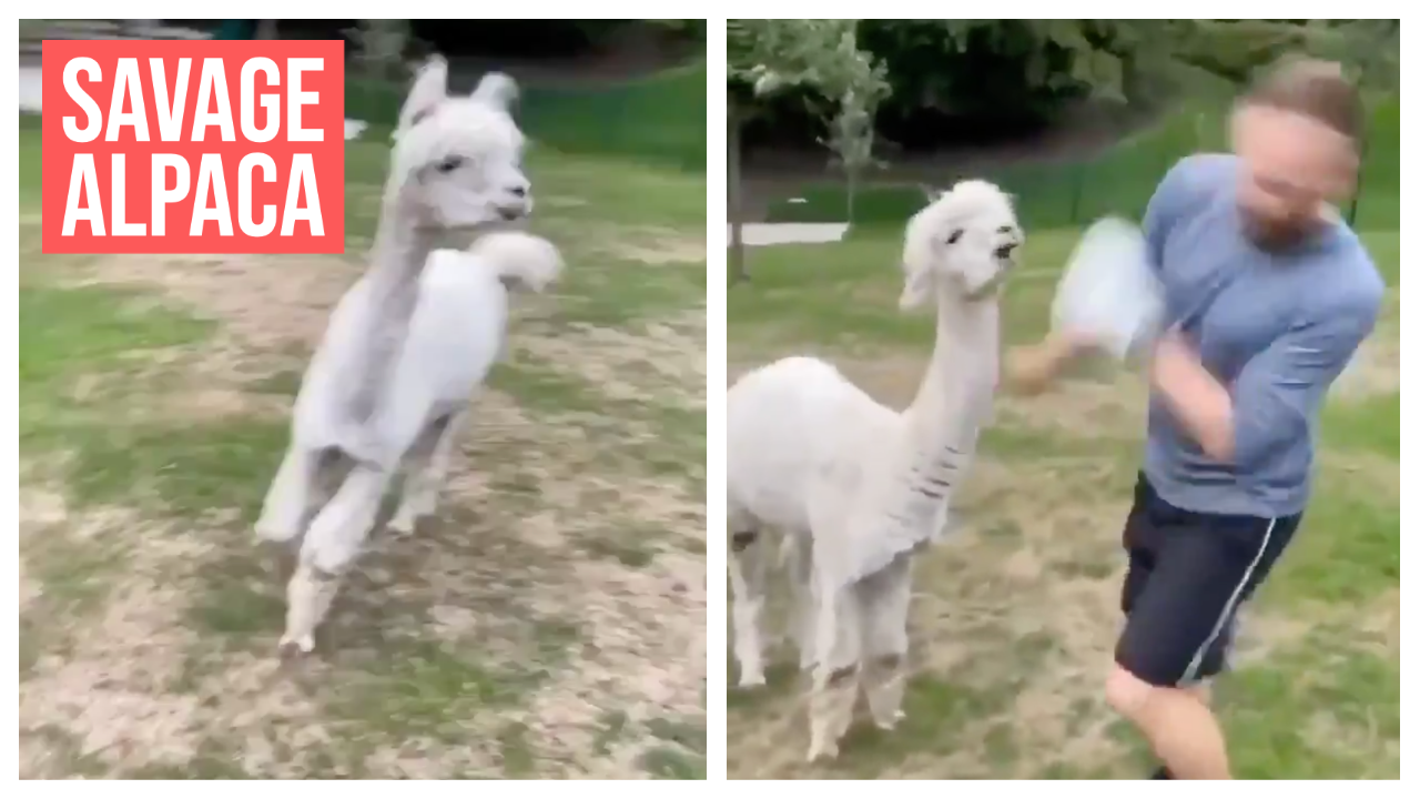 Spitted out: Alpaca takes down man with a knock out spit