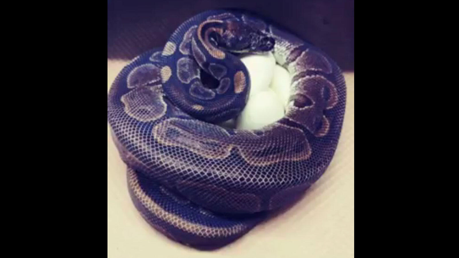 62-year-old ball python lays eggs without male help