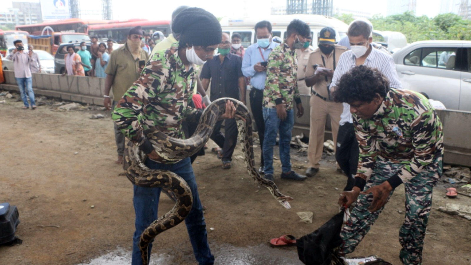 Watch: 10-feet-long python crossing Mumbai highway causes major traffic jam