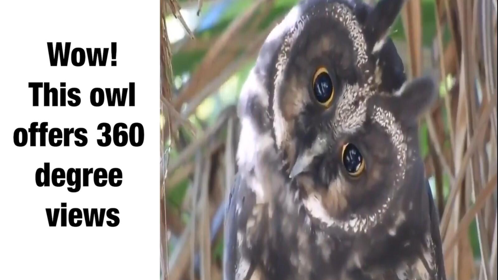 Wow! This owl offers 360 degree views