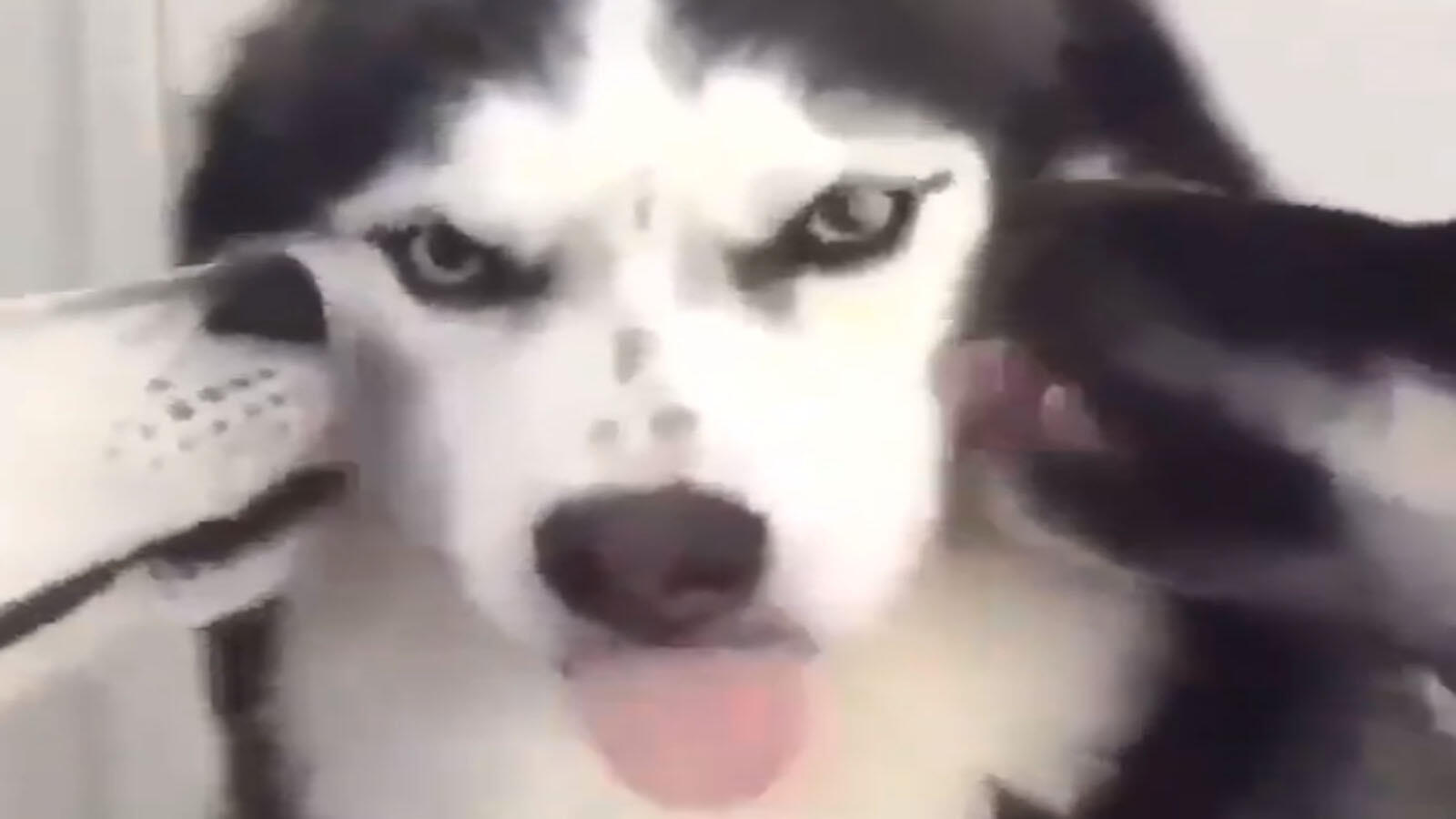 This canine gets double affection