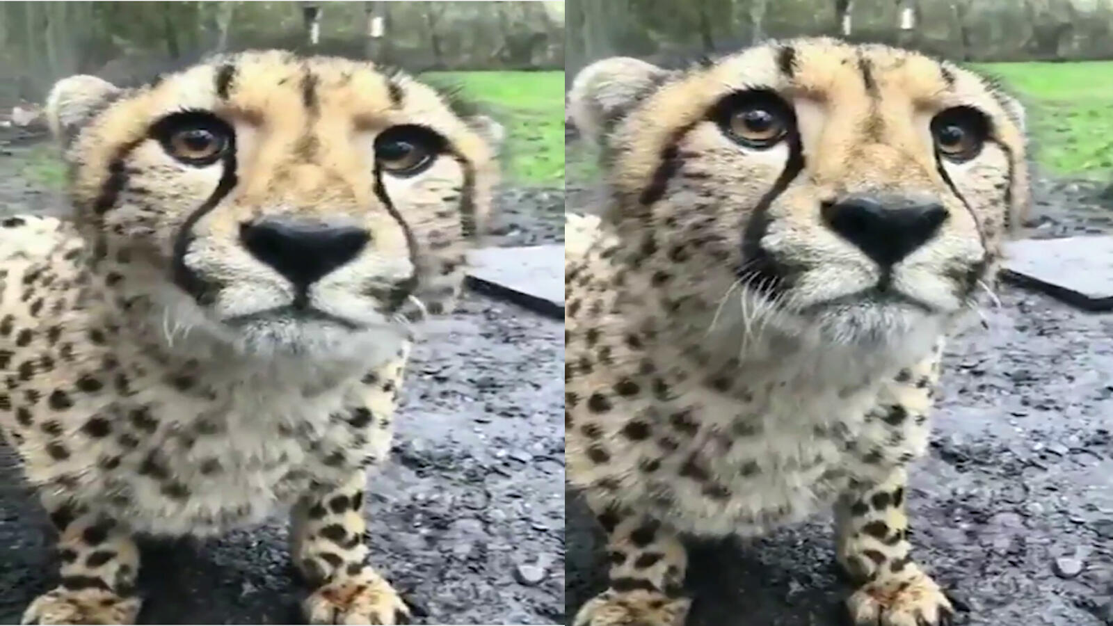 Chirping cheetah! Unusual sound or familiar mode of communication