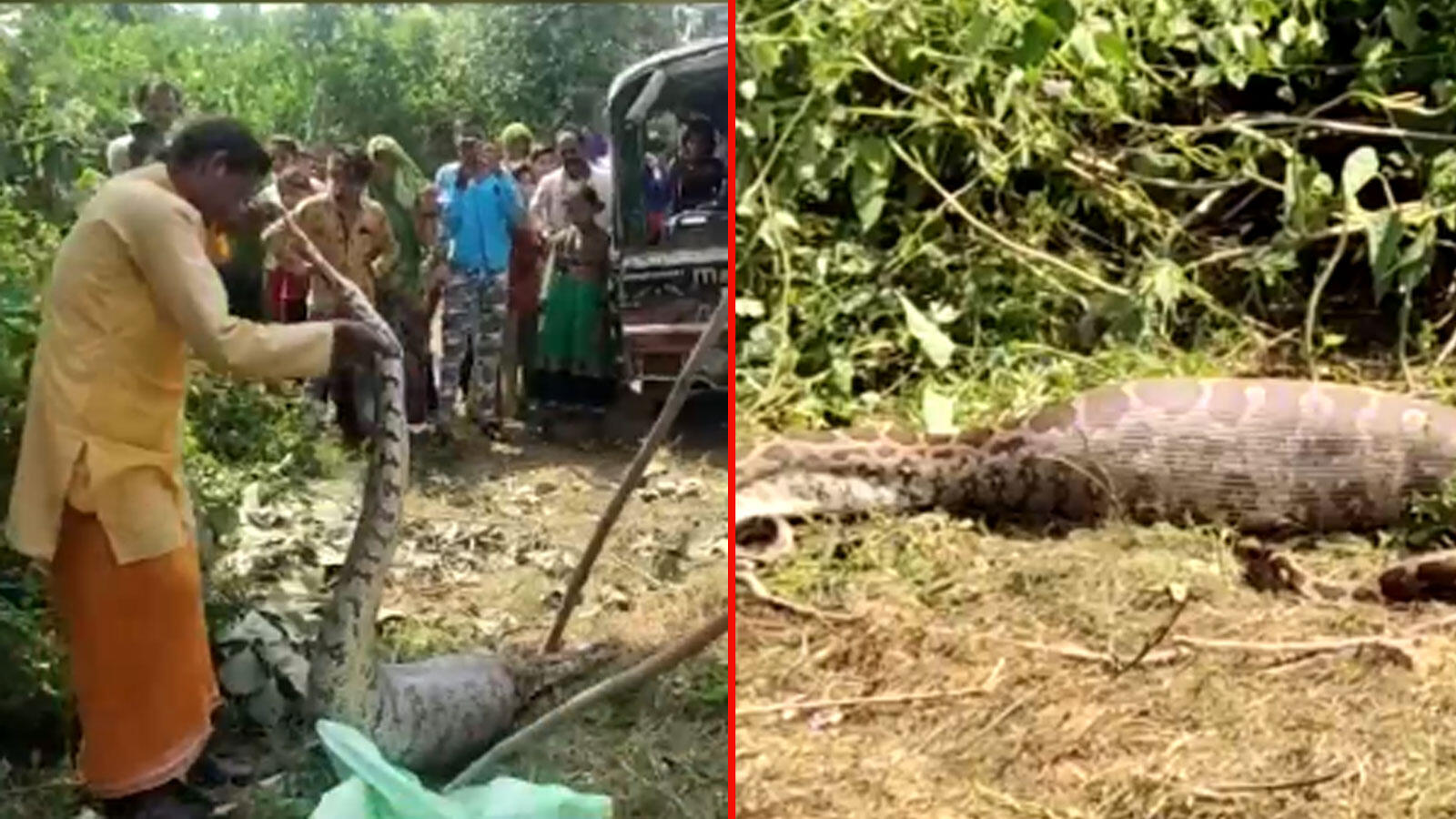 Watch: Python devours hyena in MP village