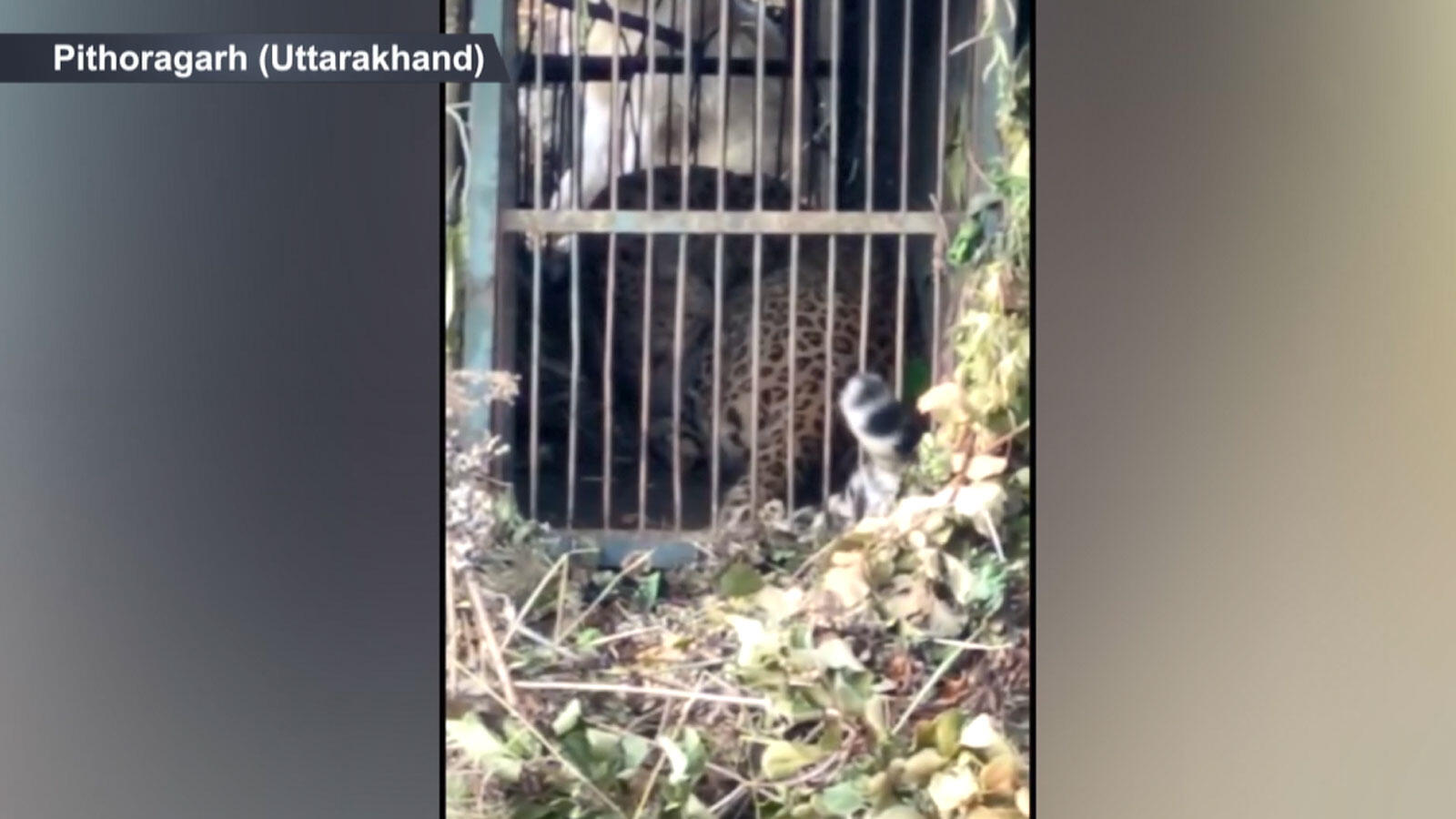 Man-eater leopard captured in Uttarakhand's Chhana village