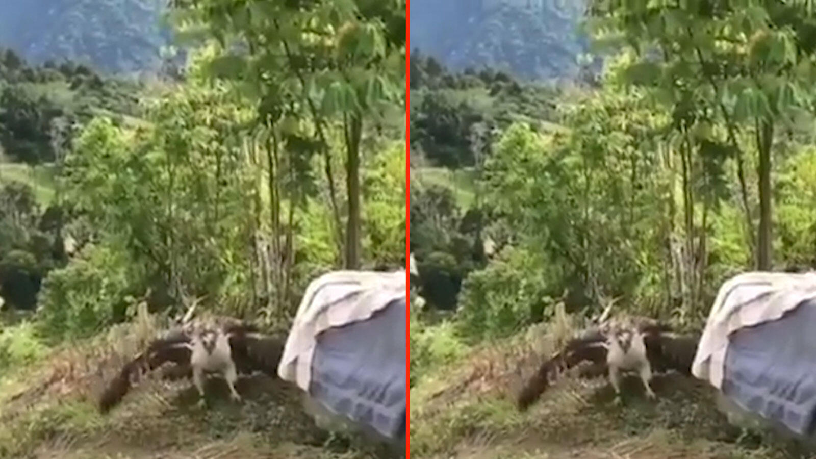 Wings of freedom: When a caged bird is released