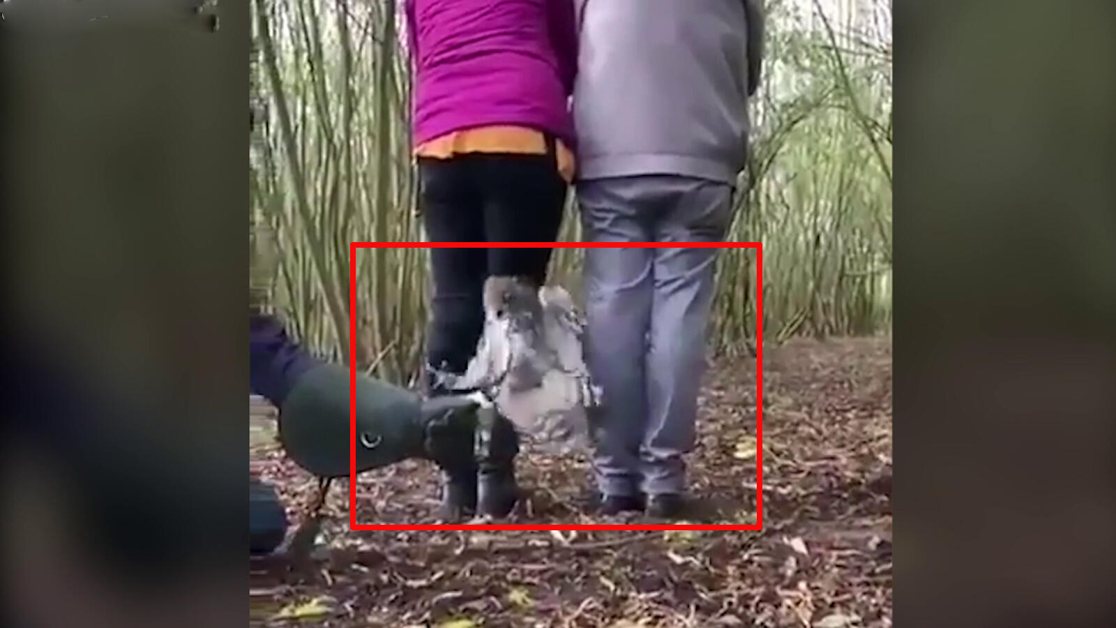 Perfect landing! Hawk folds wings to fit in the gap