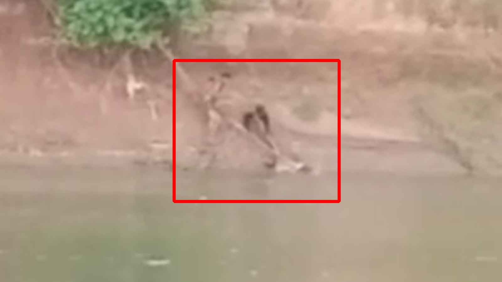 On cam: Crocodile attacks man in Vadodara