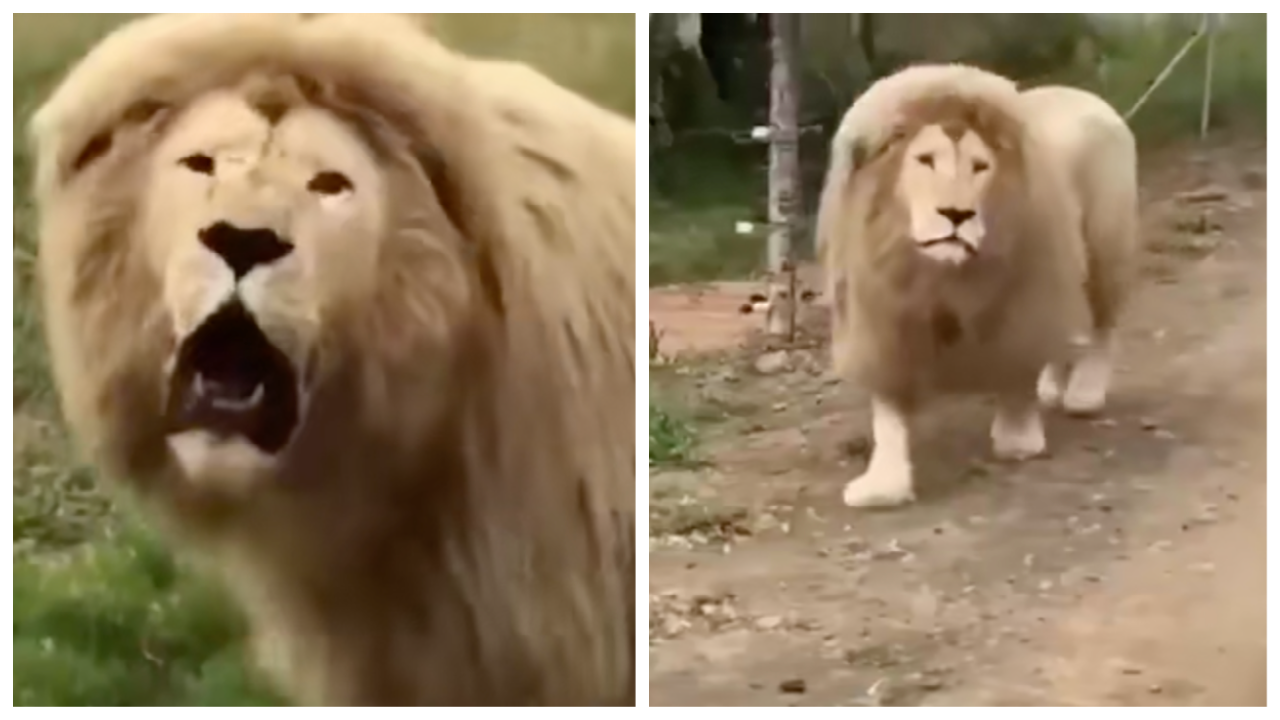 Lion’s got talent