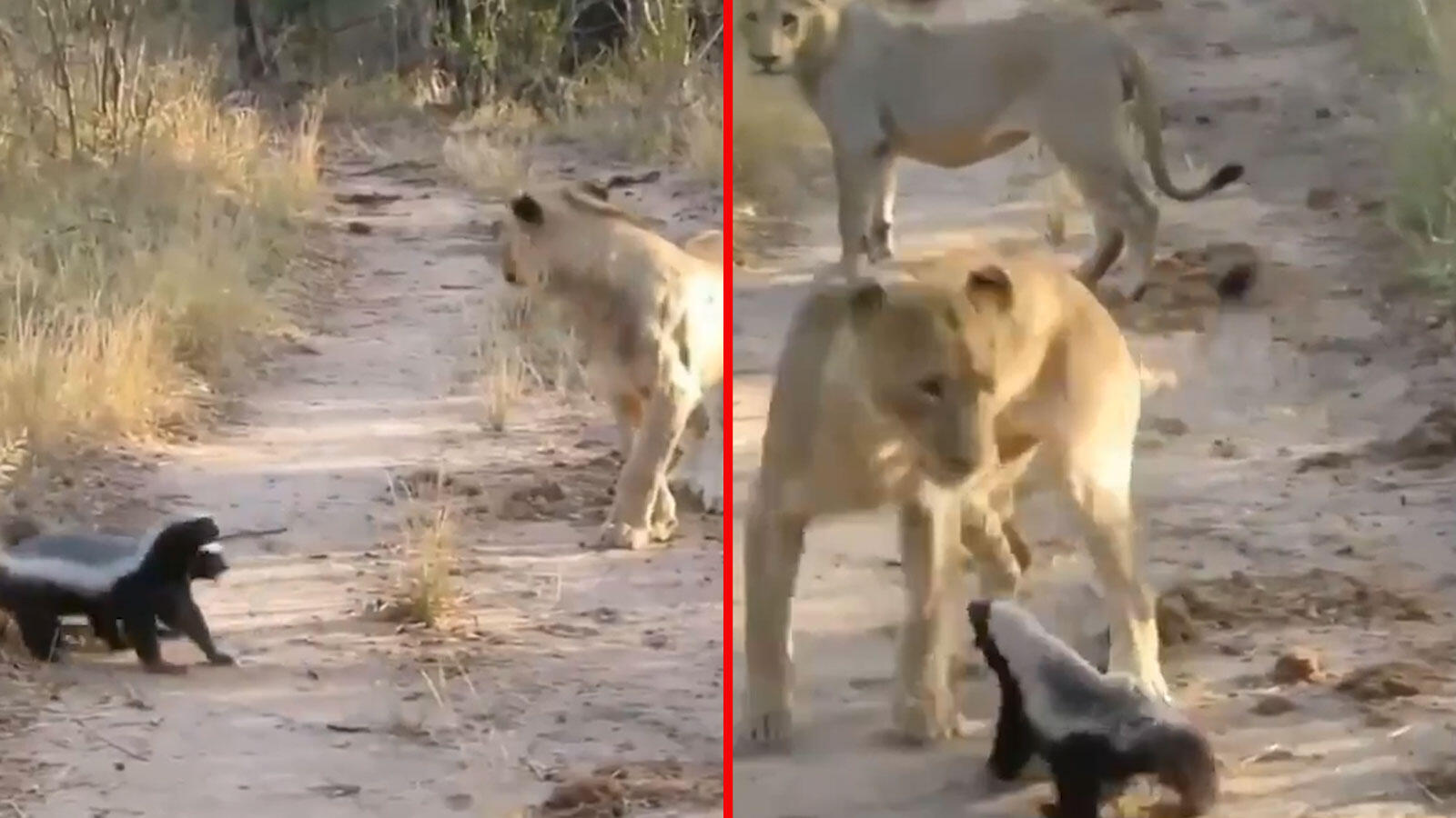 Fierce or foolish: The animal that's not afraid of lions